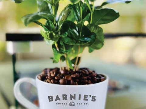 Blog – Barnies Coffee & Tea Co.