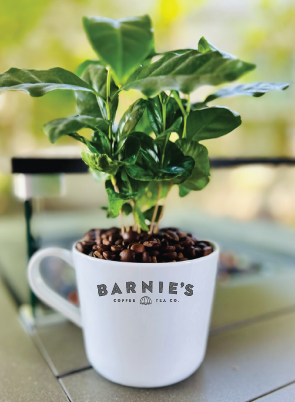 Blog – Barnies Coffee & Tea Co.