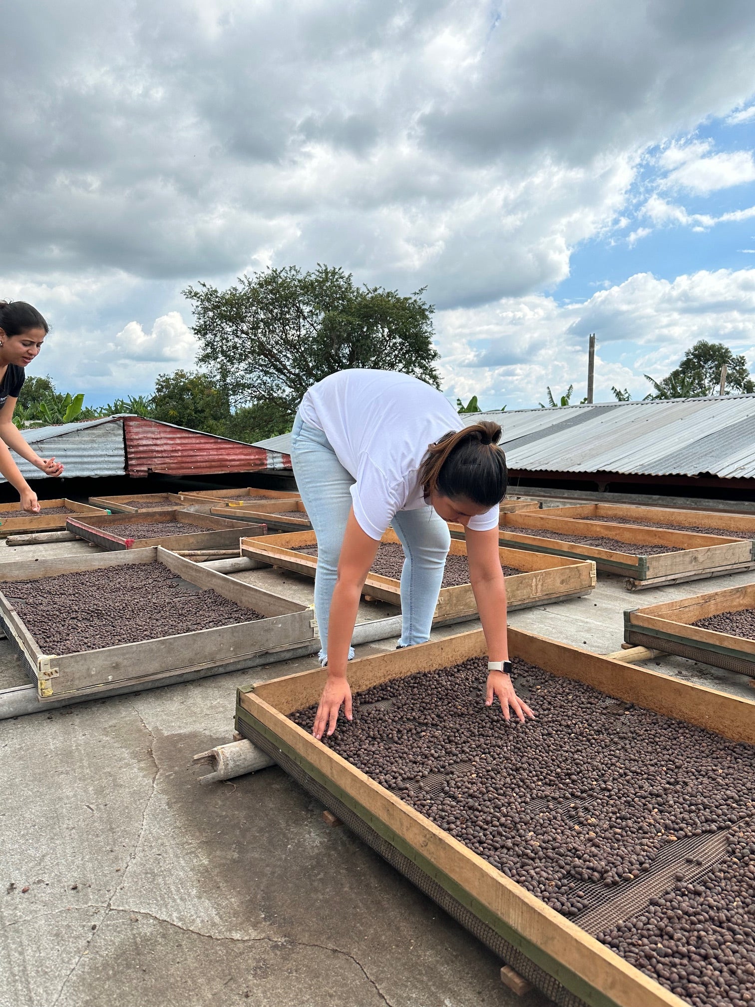 Behind the Beans: Single Origin Quindio – Barnies Coffee & Tea Co.